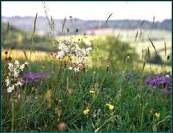 Home [www.annepirie.co.uk]